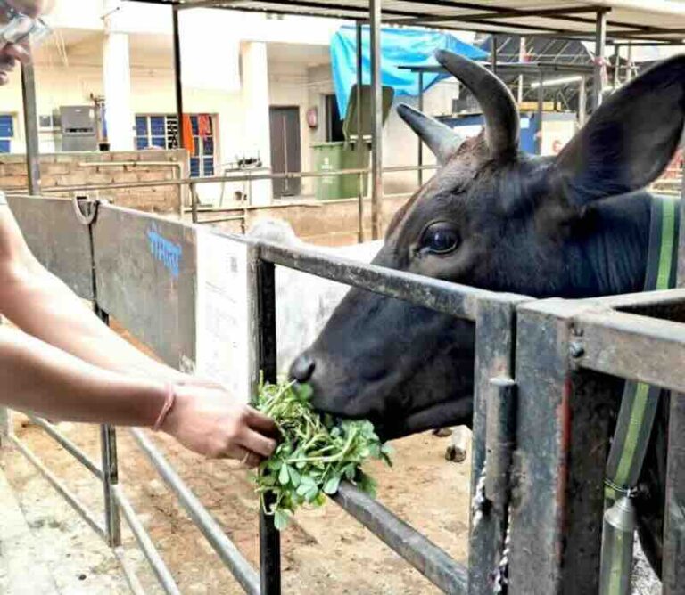 Gau Puja & Gau Seva at ISKCON Newtown